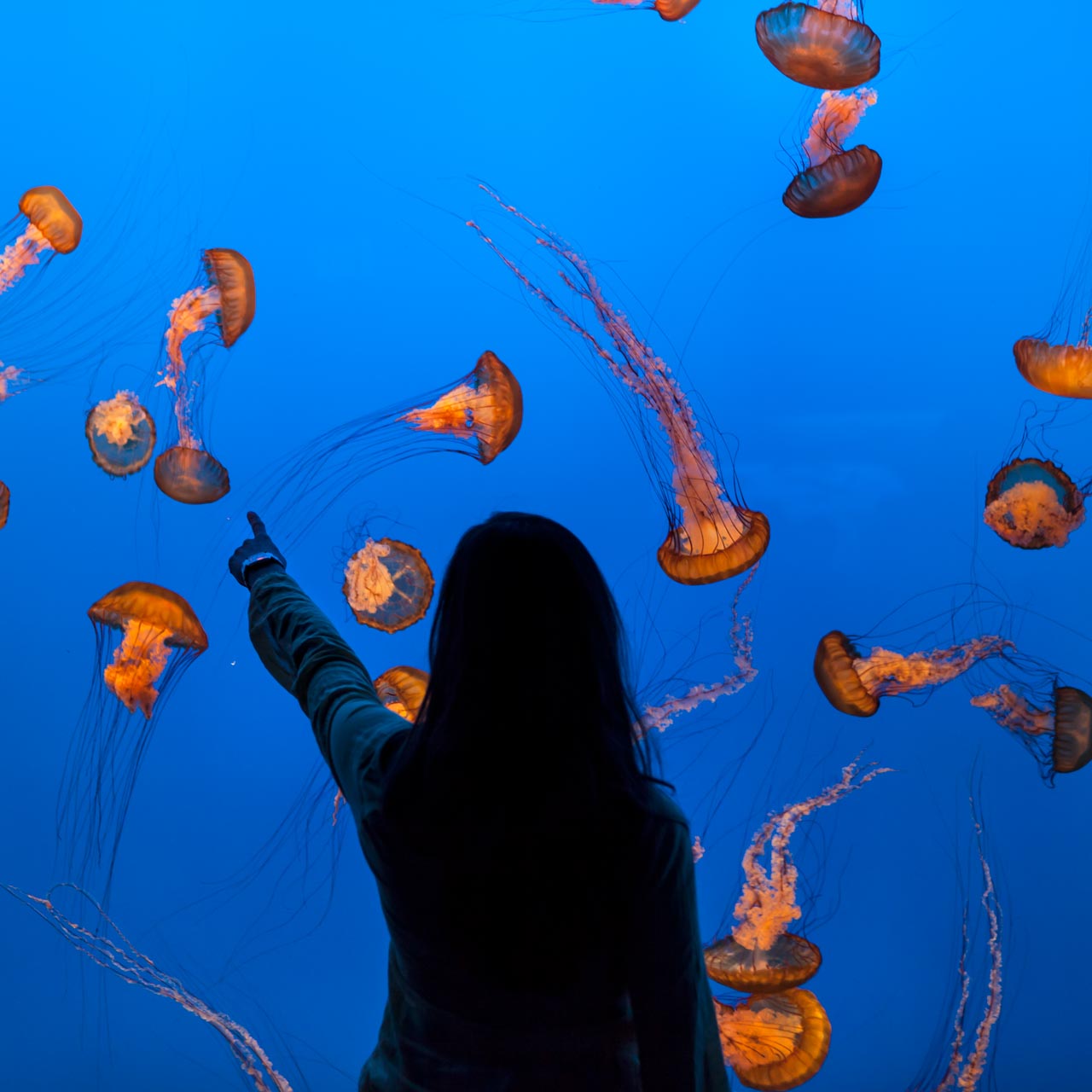 동물원과 수족관 | Visit California